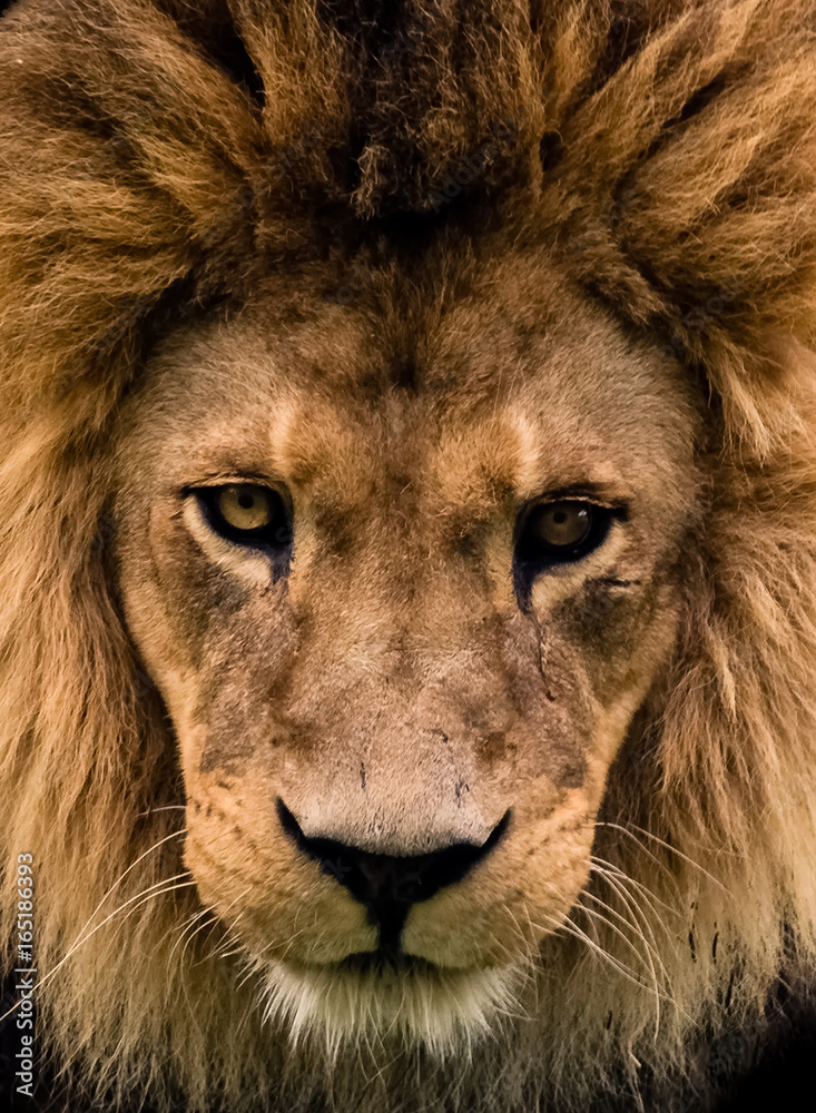 cara de leon Stock-Foto | Adobe Stock