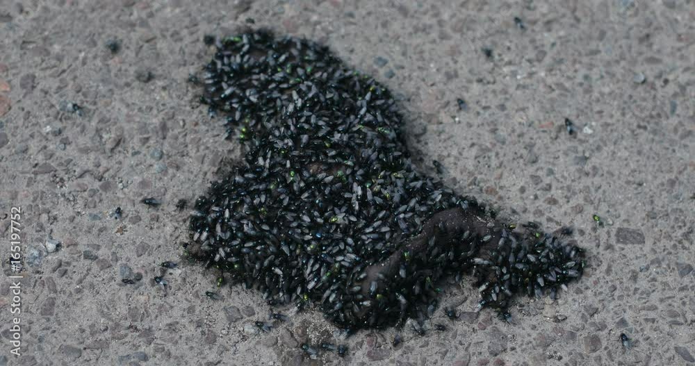 closeup fly flies eating rotten food beef meat liver decaying process ...