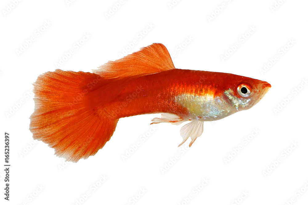 Guppy red Poecilia reticulata colorful rainbow tropical aquarium fish ...