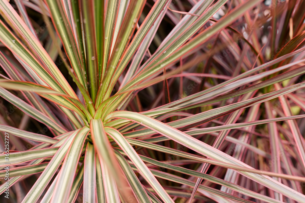Rainbow Tree's long bright red leaves (Dracaena marginata cv. 'Tricolor ...