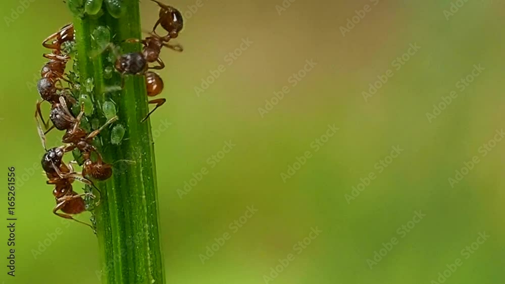 Red Ants running around the stem and farm milking aphids. Insects and ...