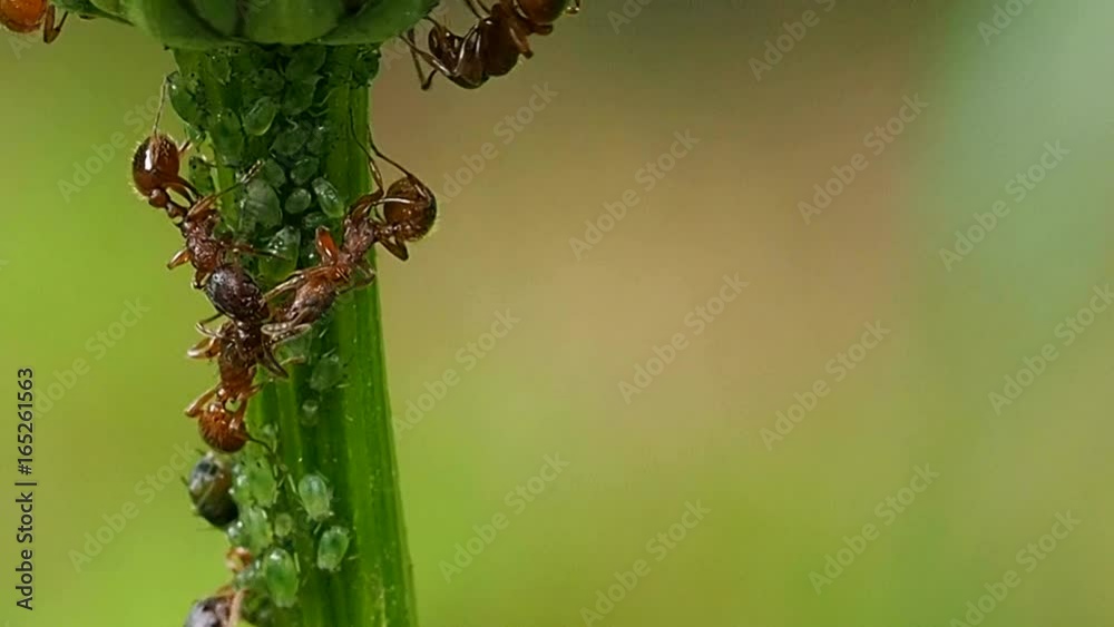 Red Ants running around the stem and milking aphids. Insects and their ...