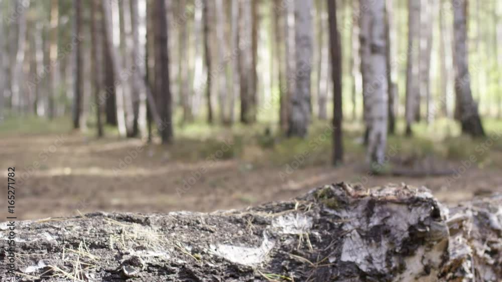 Male runner running along a nature trail through the woods. Athlete ...