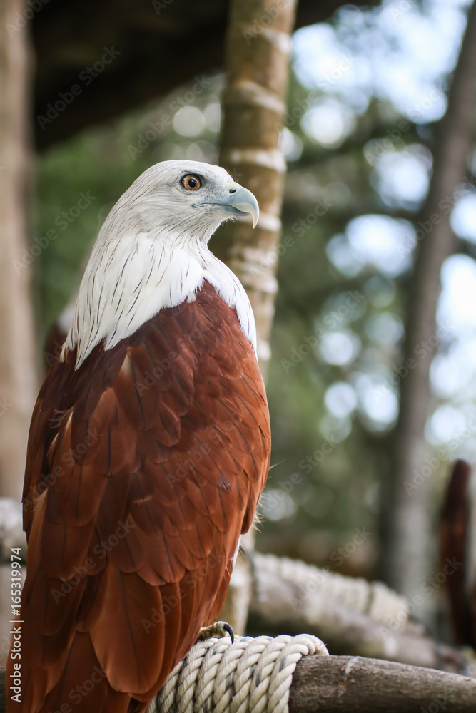 Poster Hawk, Hawk eyes, red wing color hawk, Brahminy Kite is Flying ...