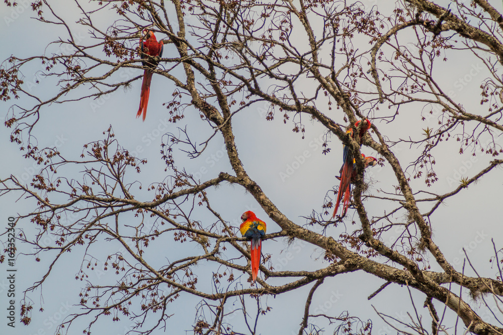 Scarlet macaw (Ara macao), national bird of Honduras, sits at the tree ...