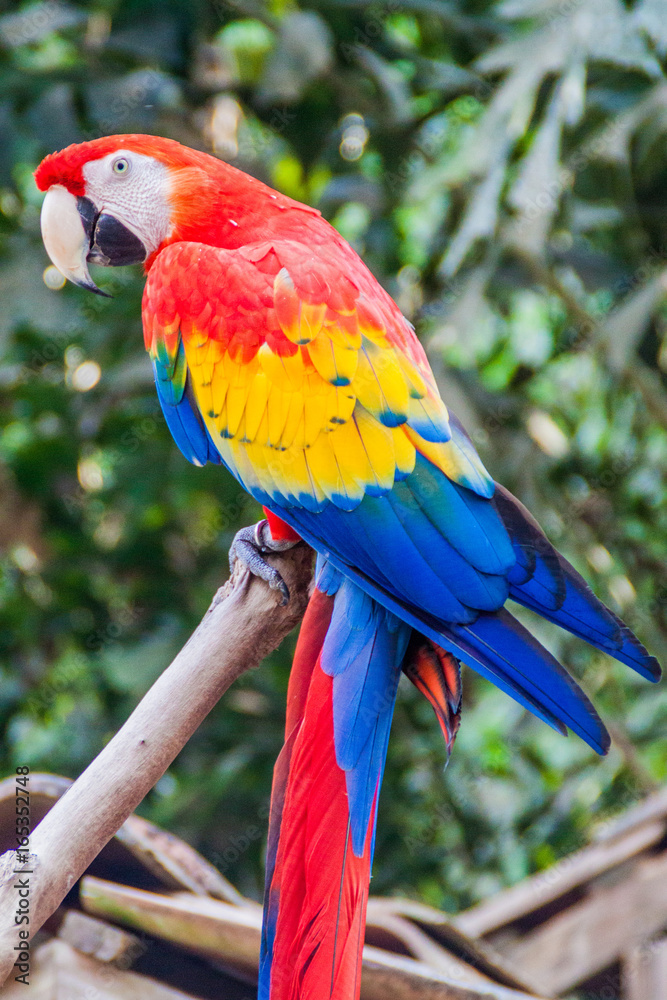 Scarlet macaw (Ara macao), national bird of Hinduras, in Copan Ruinas ...