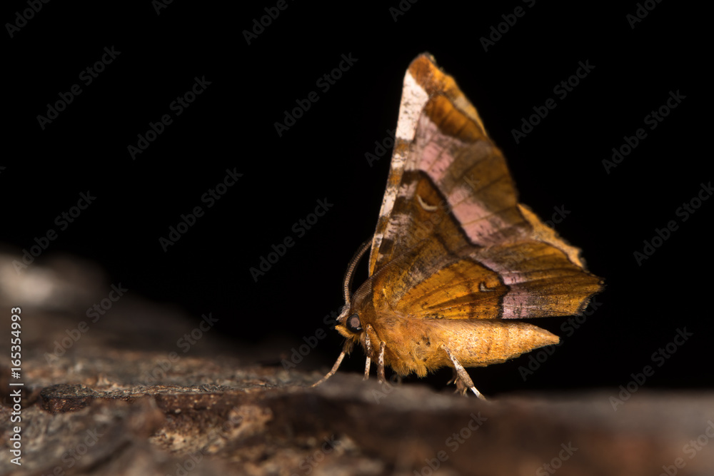 Purple thorn moth (Selenia tetralunaria) underside. British moth in the ...