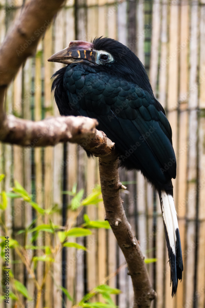 Visayan hornbill (Penelopides panini). Bird found in tropical ...