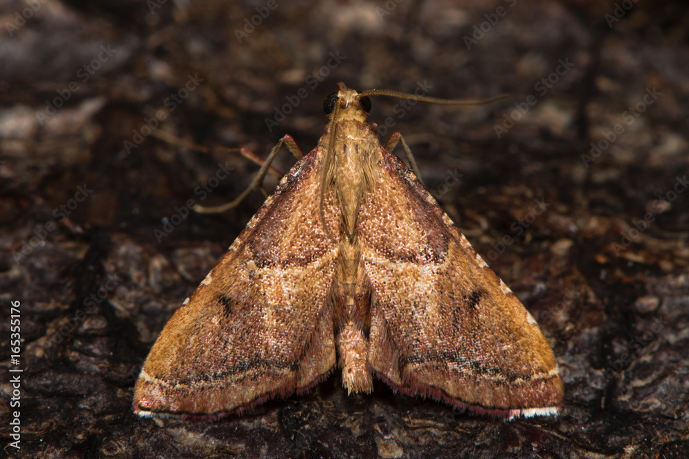 Endotricha flammealis micro moth on bark from above. British moth in ...