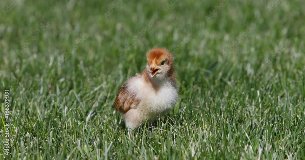 Baby Rhode Island Red Chick Chicken grass. Raising baby chicks in the ...
