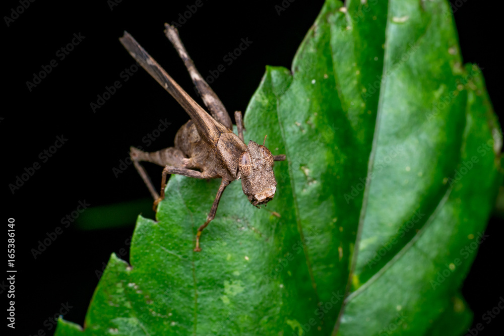 Brown monkey short horned grasshopper (Arthropoda: Insecta: Orthoptera ...