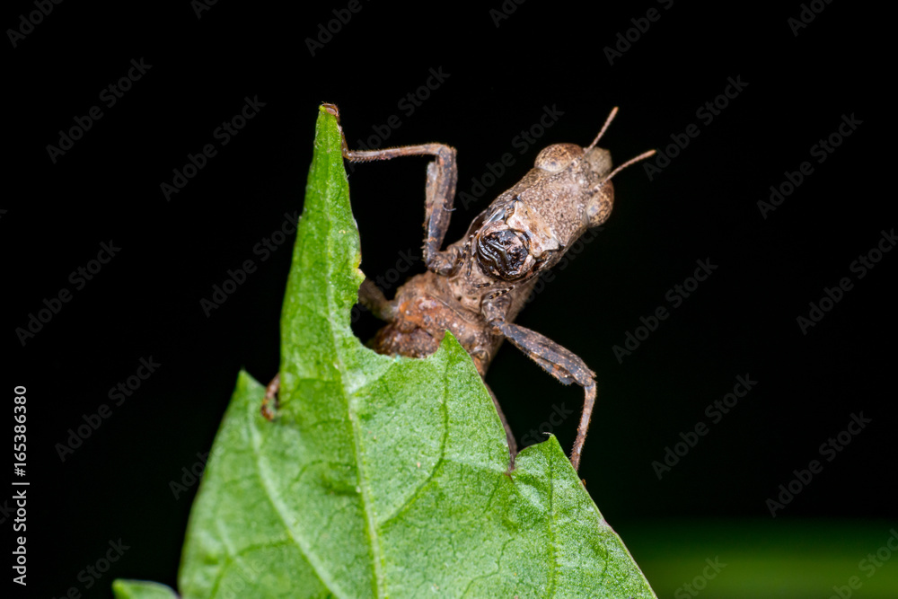 Brown monkey short horned grasshopper (Arthropoda: Insecta: Orthoptera ...