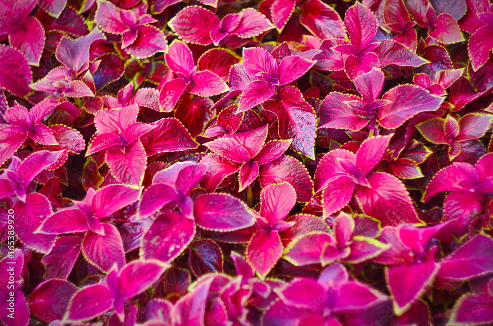 Texture of red coleus plants on a city flowerbed, top view, natural ...