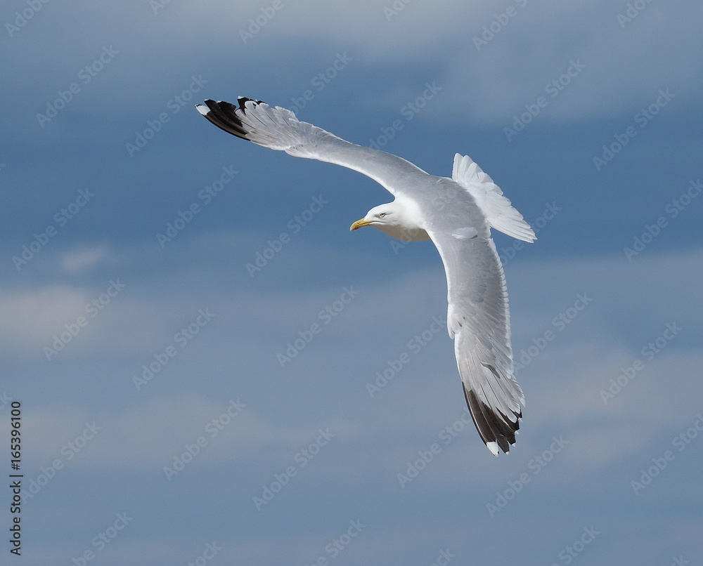Herring Gull Flying