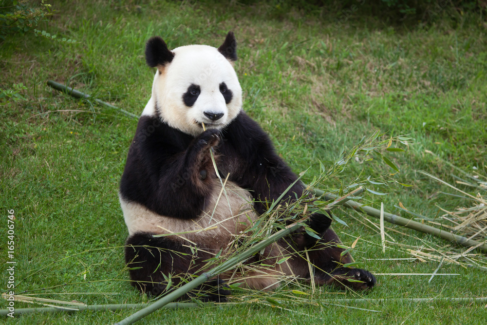 Giant Panda Ailuropoda Melanoleuca
