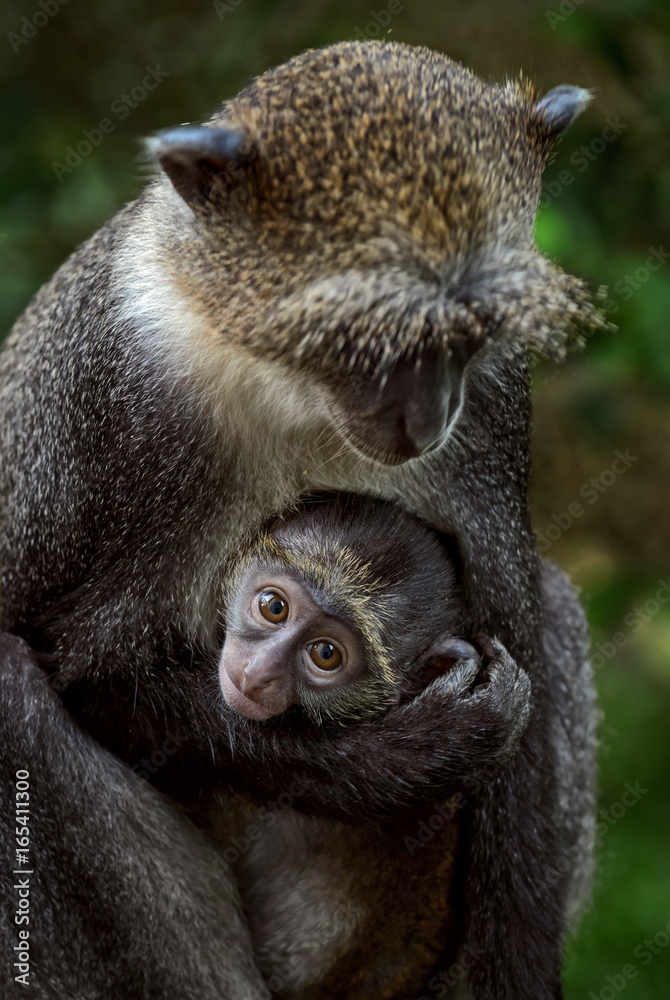 Blue Monkeys In Africa