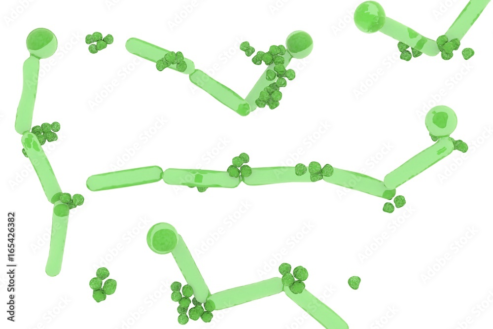 Candida albicans bacteria 3d illustration Stock Illustration | Adobe Stock