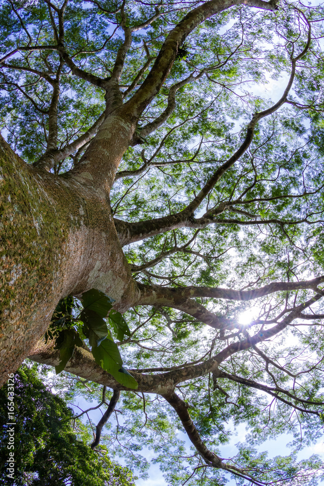 Guanacaste tree, National tree of Costa Rica Stock Photo | Adobe Stock