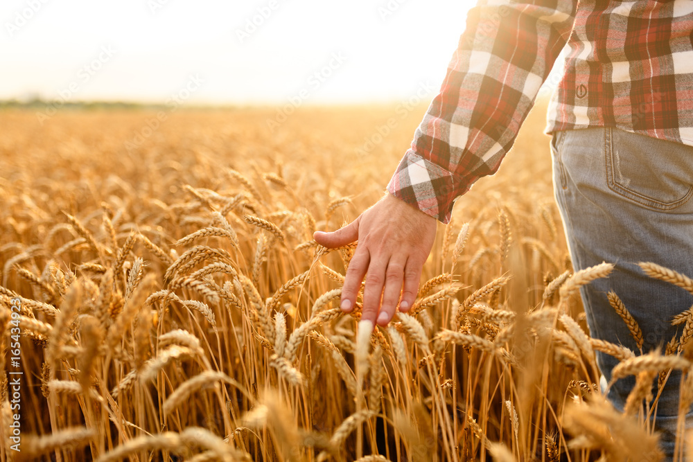Farmer touching his crop with hand in a golden wheat field. Harvesting ...