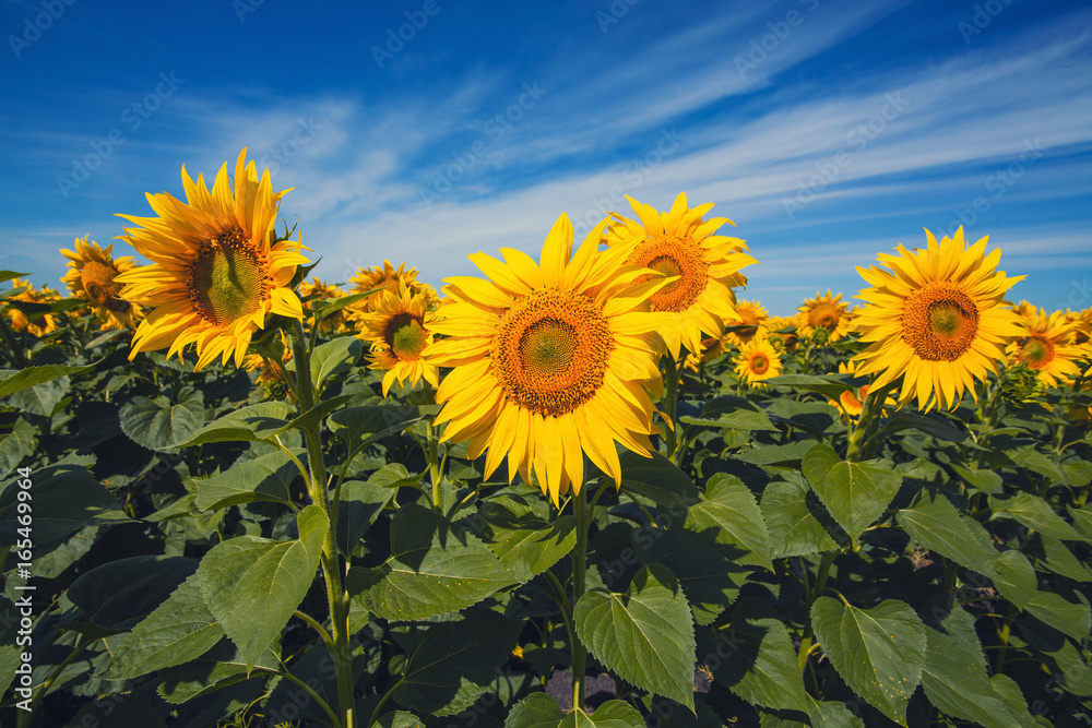 Sunflower field landscape Stock Photo | Adobe Stock