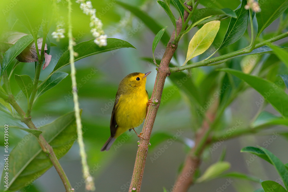 Wilsov Warbler, Wilsonia pusilla, New World warbler from Costa Rica ...
