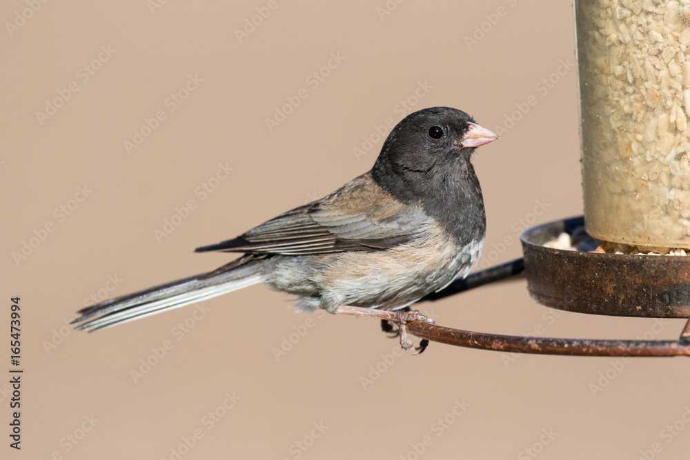 Male Dark-eyed Junco (Junco hyemalis) perches on a backyard bird feeder ...
