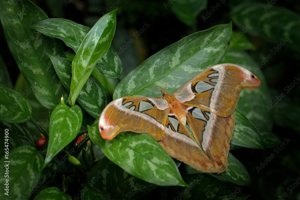 Beautiful big butterfly, Giant Atlas Moth, Attacus atlas, in habitat ...