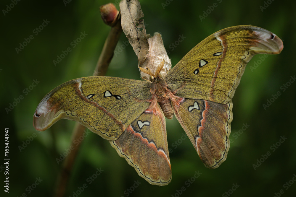 Attacus caesar, moth in Saturniidae family, southern Philippines ...