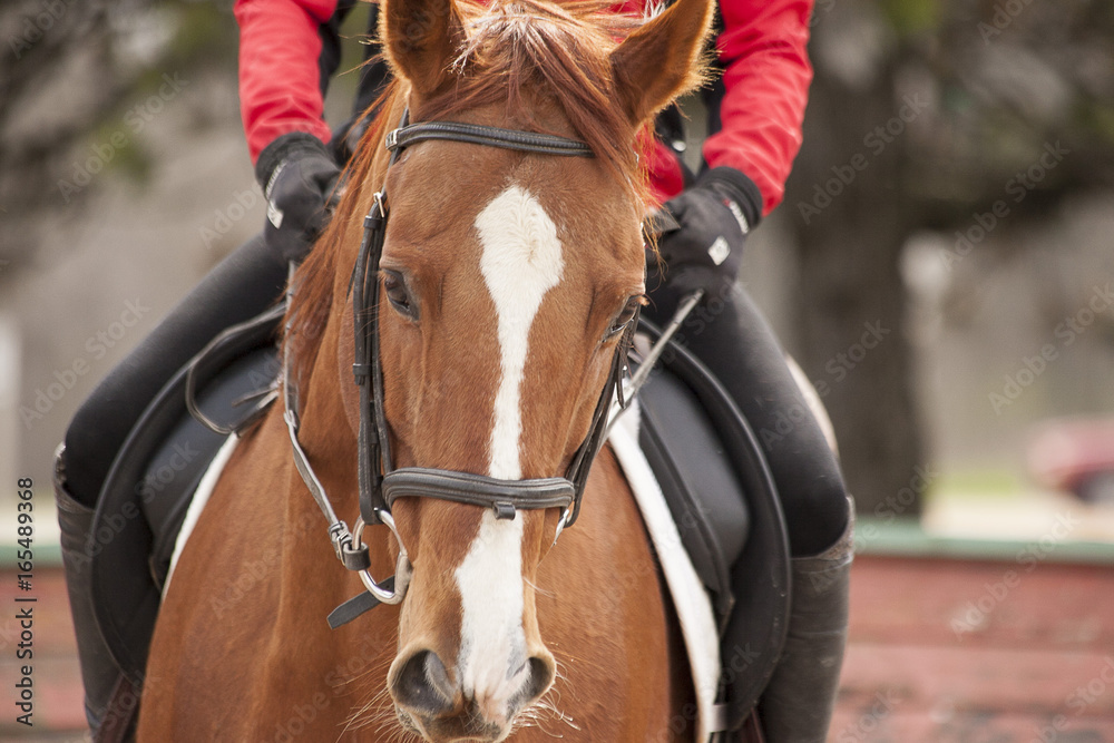 Chestnut Thoroughbred Racing