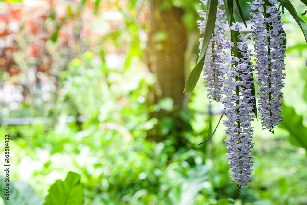 Rhynchostylis retusa (Foxtail Orchid) is an exotic blooming orchid ...