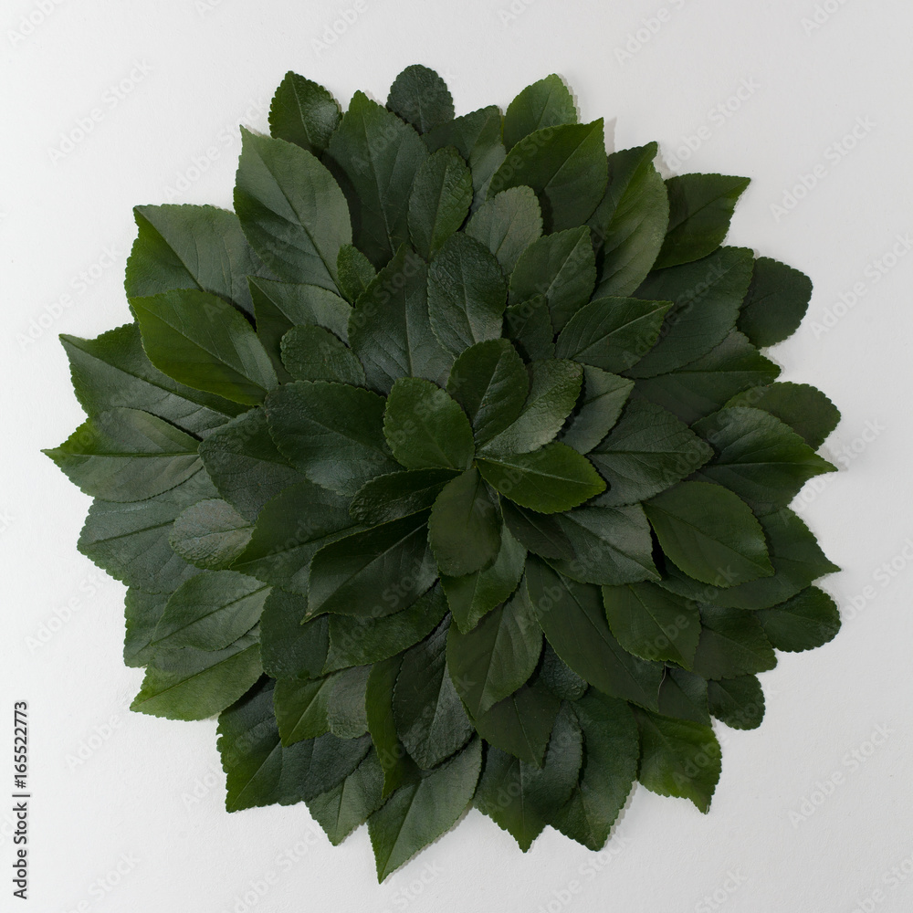 Simple green leaves on white background. Flat lay. Nature concept Stock ...