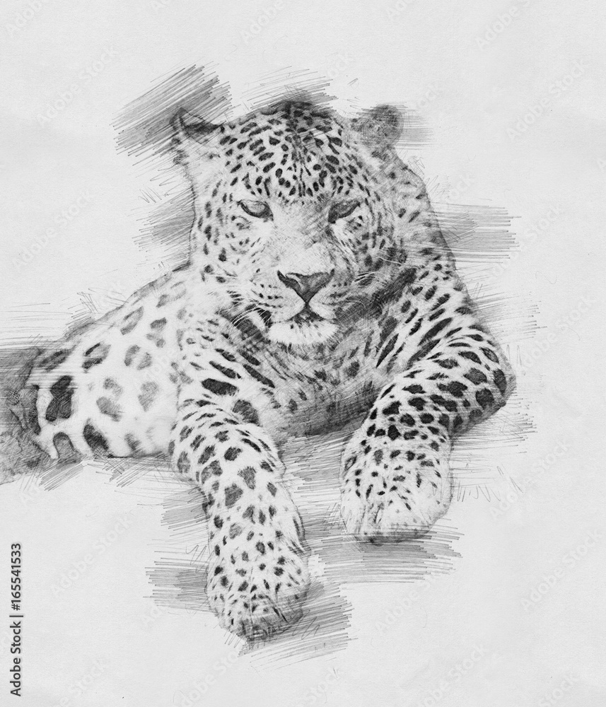 Leopard. Sketch with pencil Stock Illustration | Adobe Stock