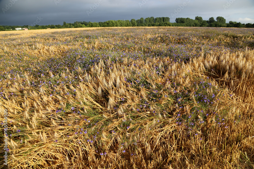 Weizenfeld mit Kornblumen nach Hagel und Sturm im goldenen Abendlicht ...