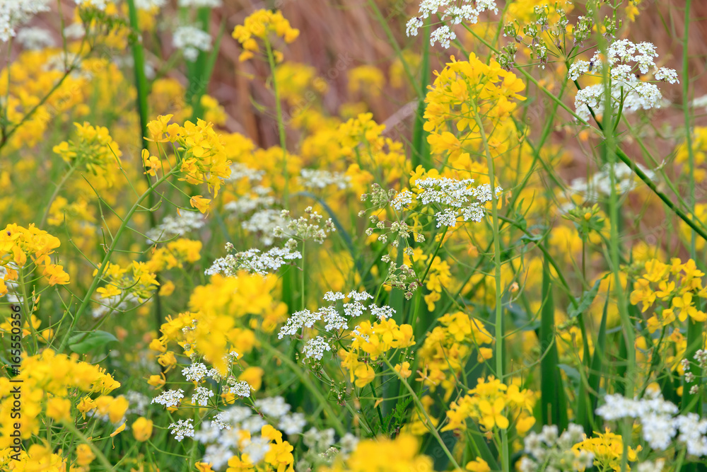 Field of Brassica rapa (aka annual turnip rape, field mustard, bird ...