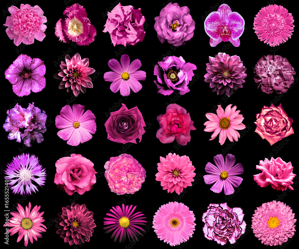Collage of natural and surreal pink flowers 30 in 1: peony, dahlia ...