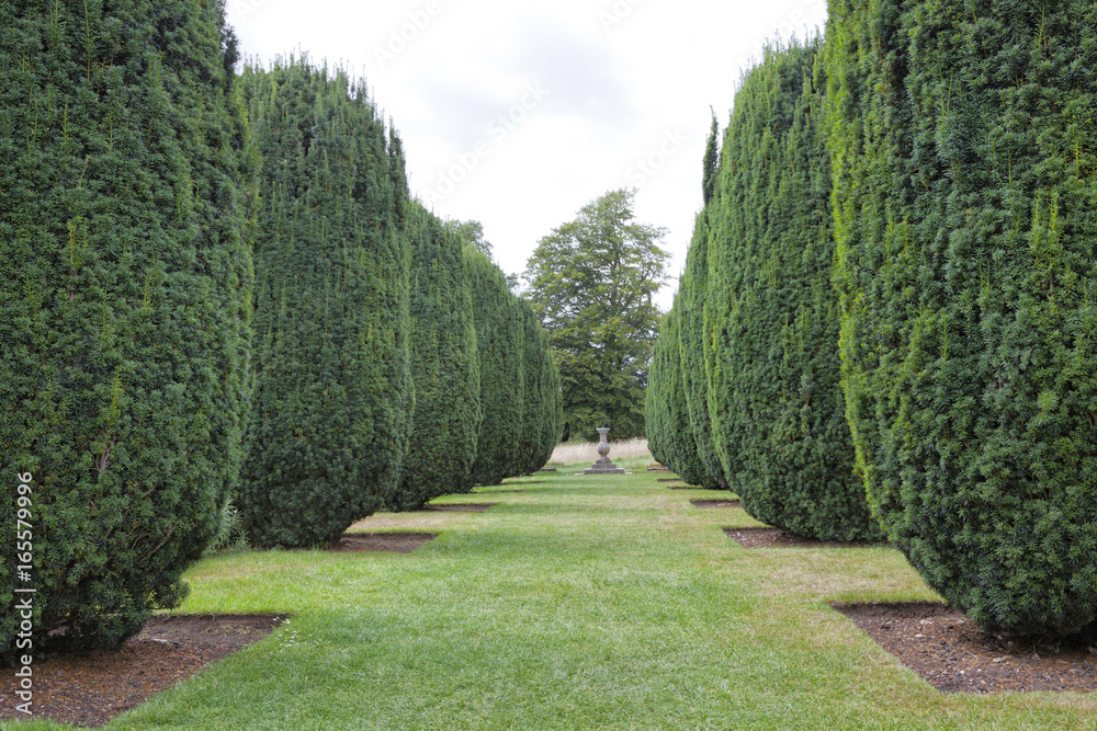 Rows of topiary cones of yew hedge with a grass path between, leading ...
