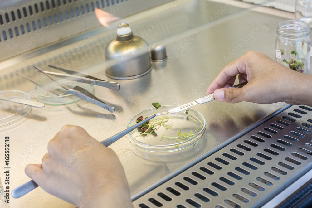 Plant being dissected in lab laboratory of plant tissue culture. Stock ...