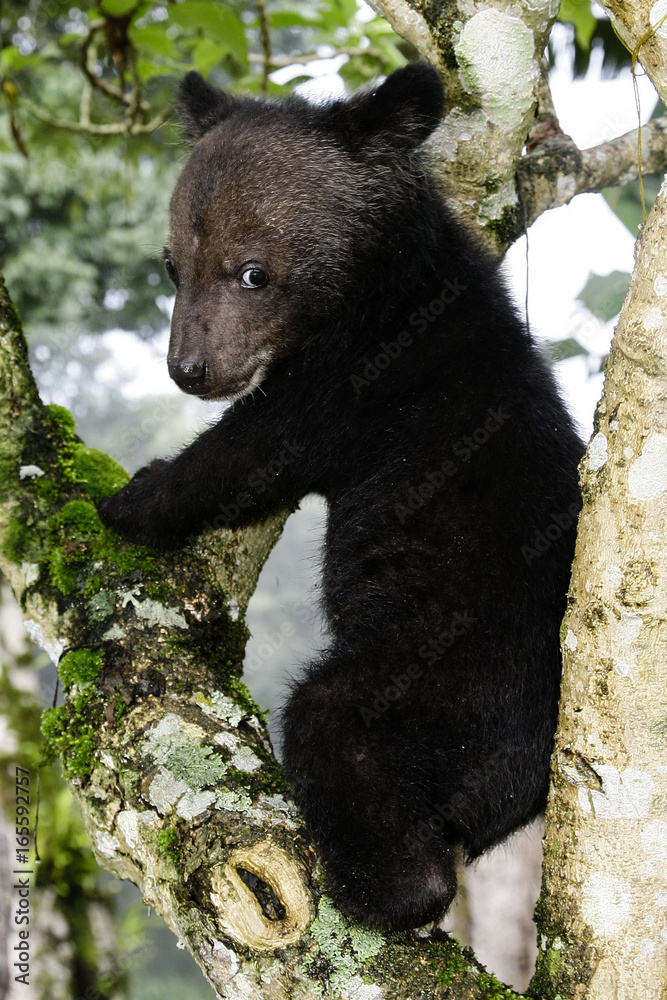 Baby Bear In Tree