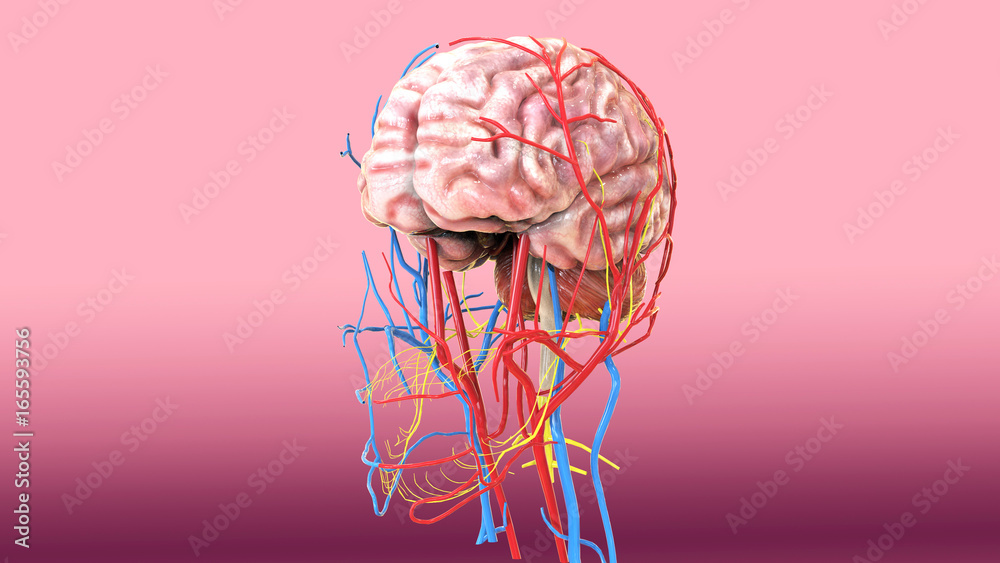 3d illustration of human body organ(brain anatomy) Stock Illustration ...