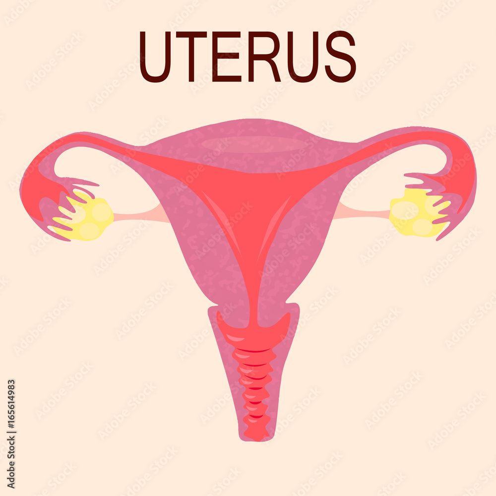 Uterus and ovaries, organs of female reproductive system on light pink ...