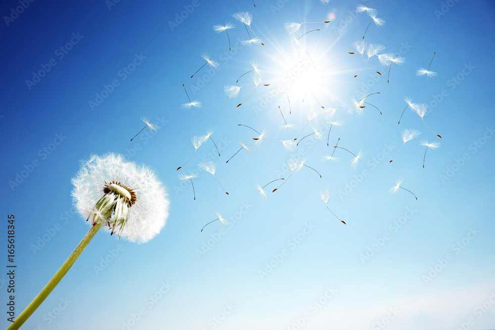 Schöne Pusteblume Stock-Foto | Adobe Stock