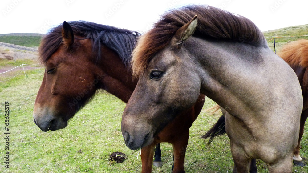 Islandpferd Isländer Islandpony in Island Stock Photo | Adobe Stock