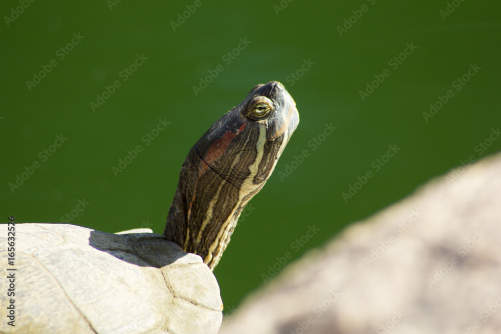 Brave Little Turtle at the Beach Here's the brave little turtle. He ...