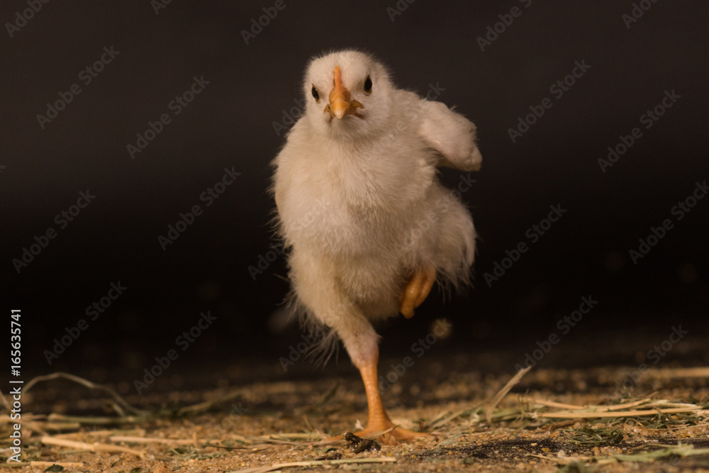 Baby Chicks Running Around