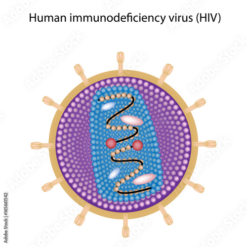 Hiv Virus Model Labeled