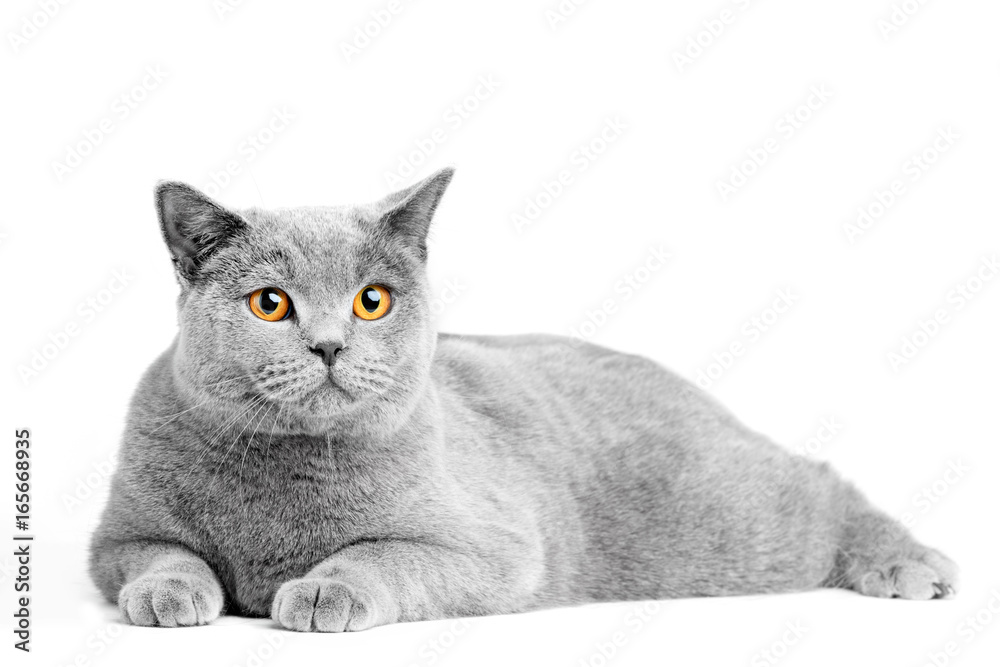 Photo & Art Print British Shorthair cat isolated on white. Lying ...