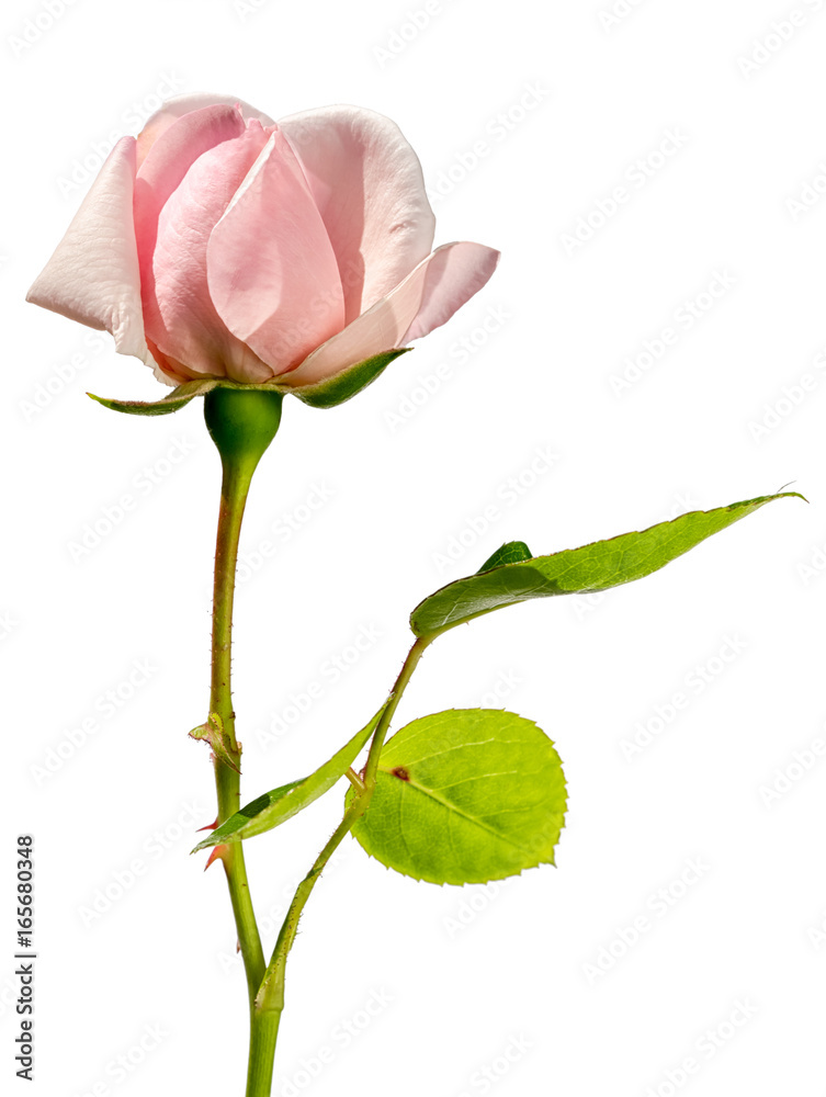Climbing Roses Clipart Images