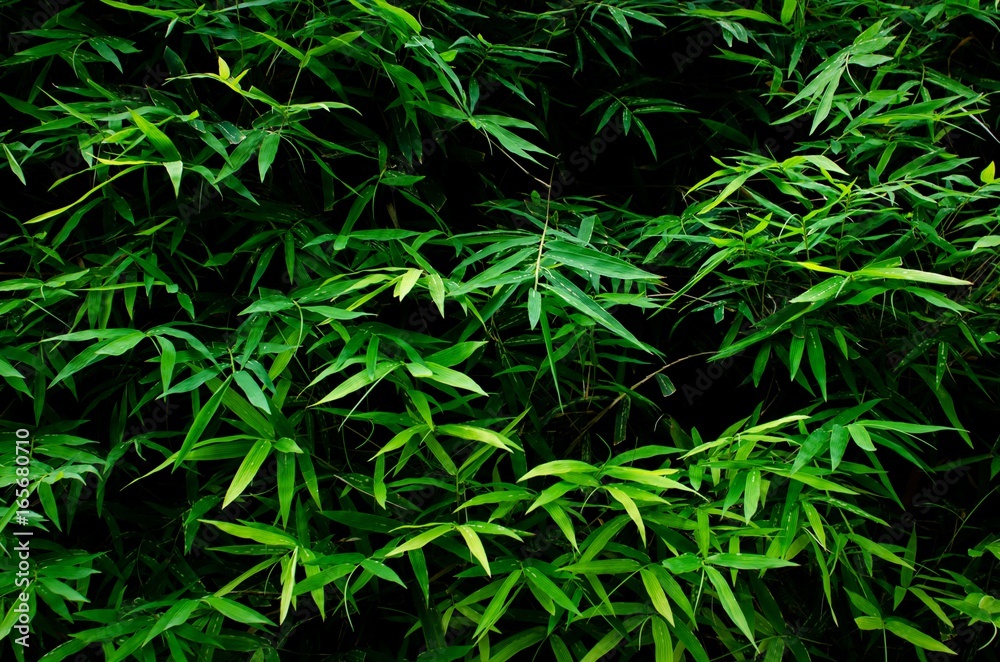 Bamboo Plant Texture