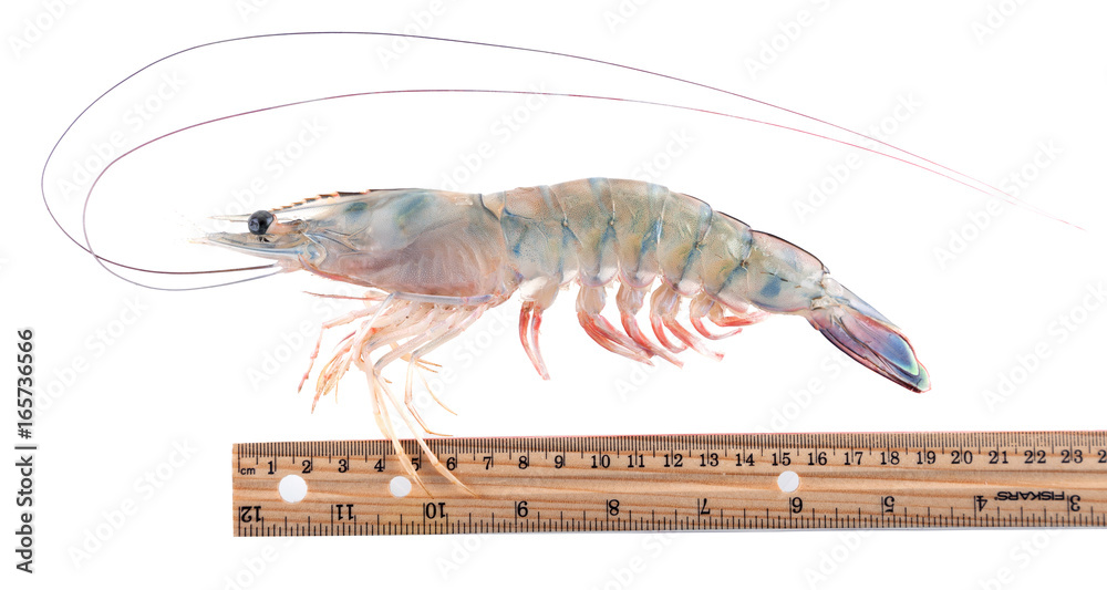 White shrimp (Litopenaeus setiferus) next to the ruler. Isolated on ...
