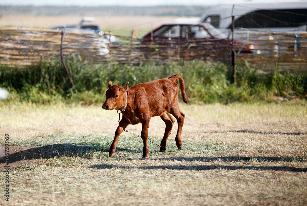 little brown calf cow child running in the village Stock Photo | Adobe ...